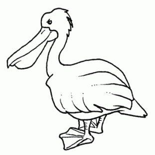 Pelikany - Kolorowanki dla dzieci - Kolorowanki do druku