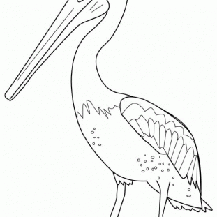 Pelikany - Kolorowanki dla dzieci - Kolorowanki do druku