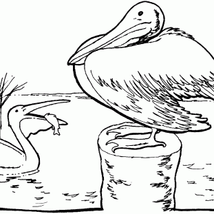 Pelikany - Kolorowanki dla dzieci - Kolorowanki do druku